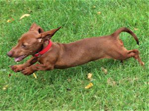 Dachshunds – High Country Kennels