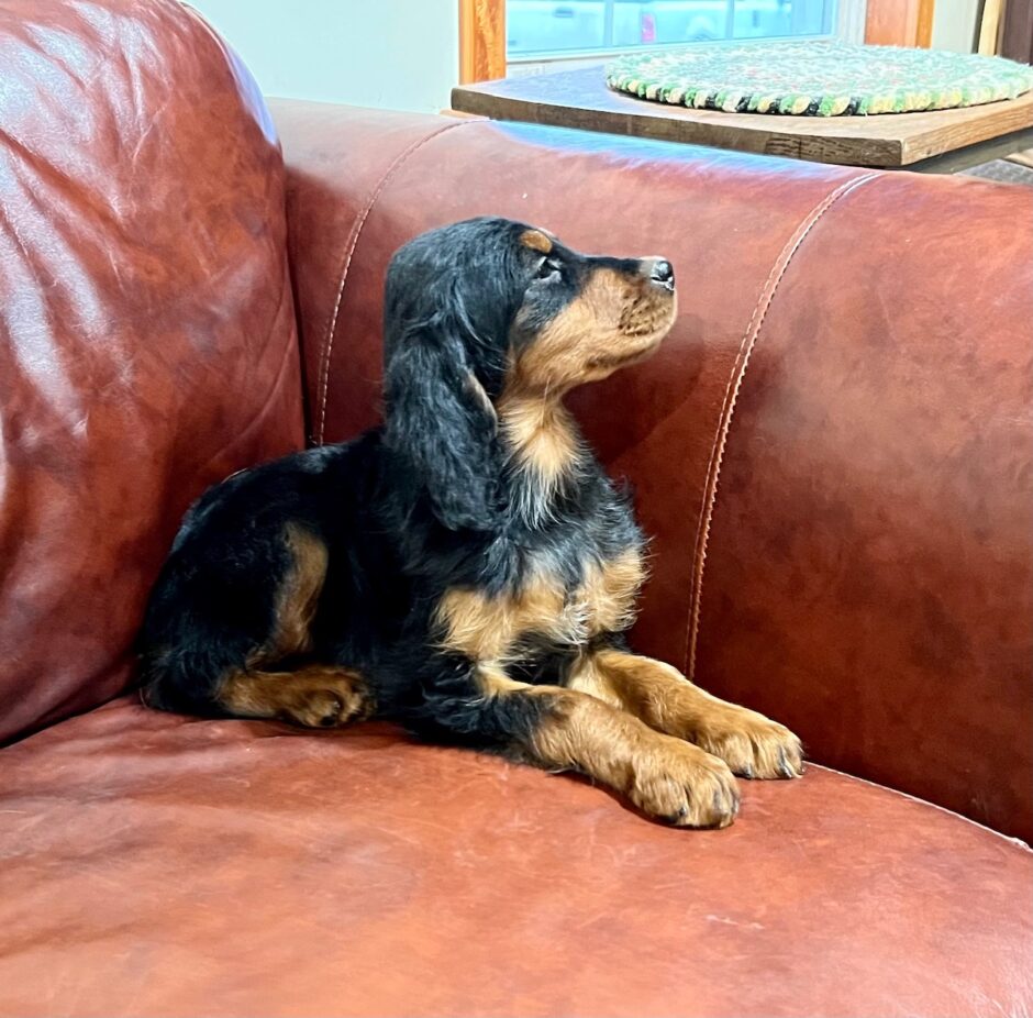 Irish and Gordon Setters – High Country Kennels