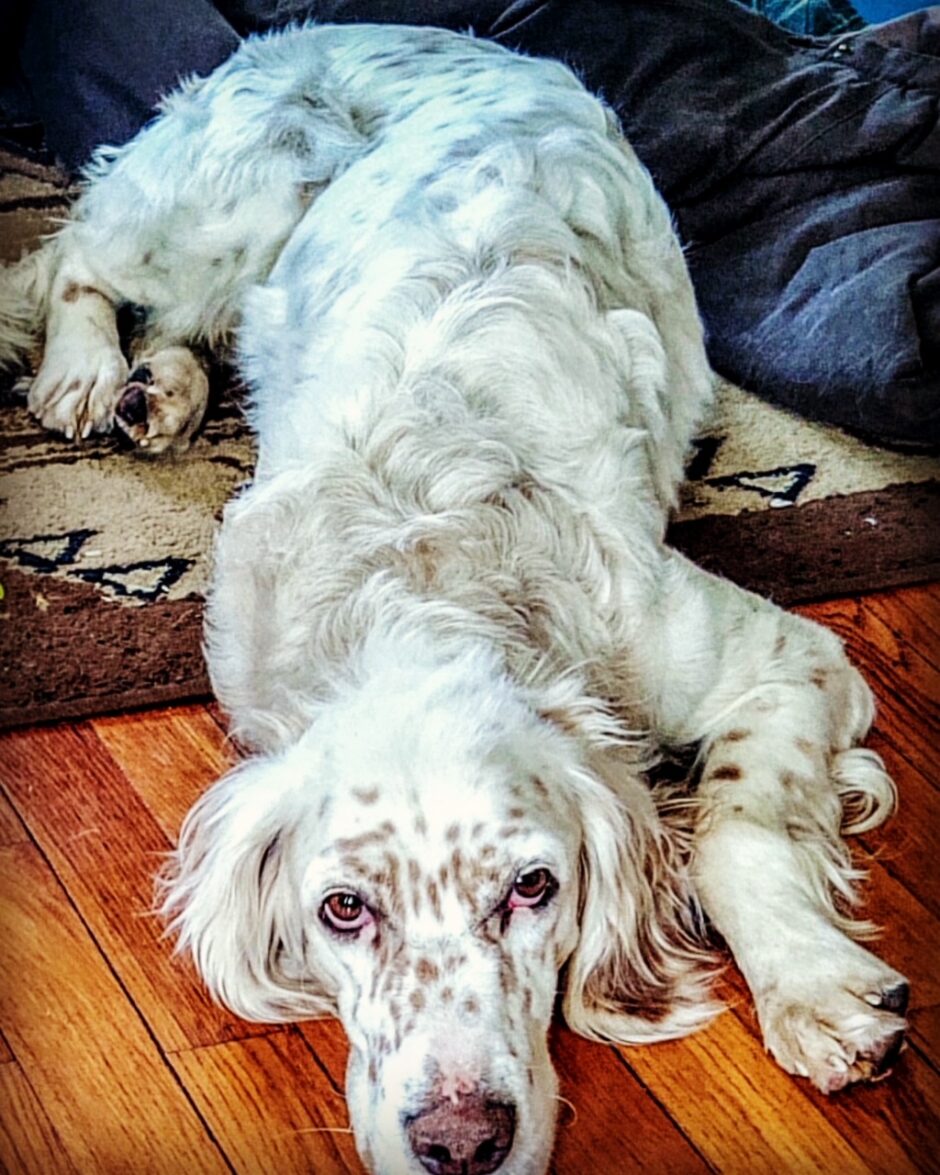 English Setters – High Country Kennels